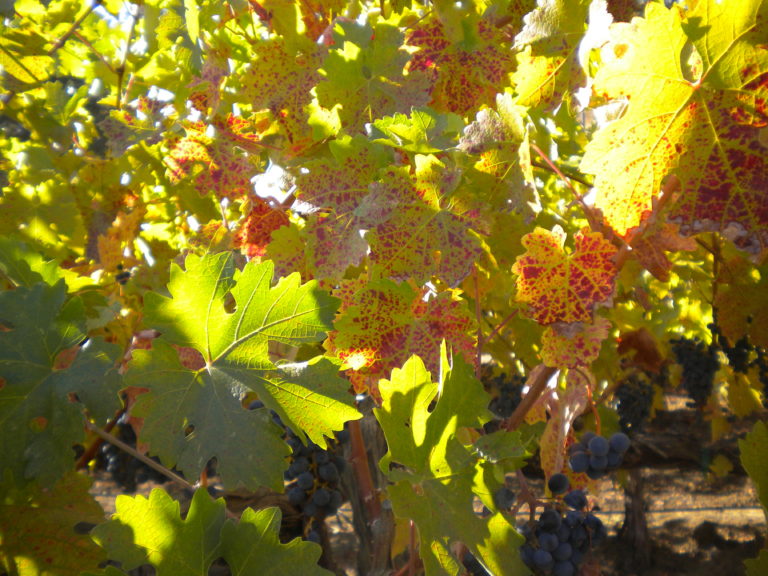 RED BLOTCH DISEASE: Update & Importance of Producing Clean Planting ...