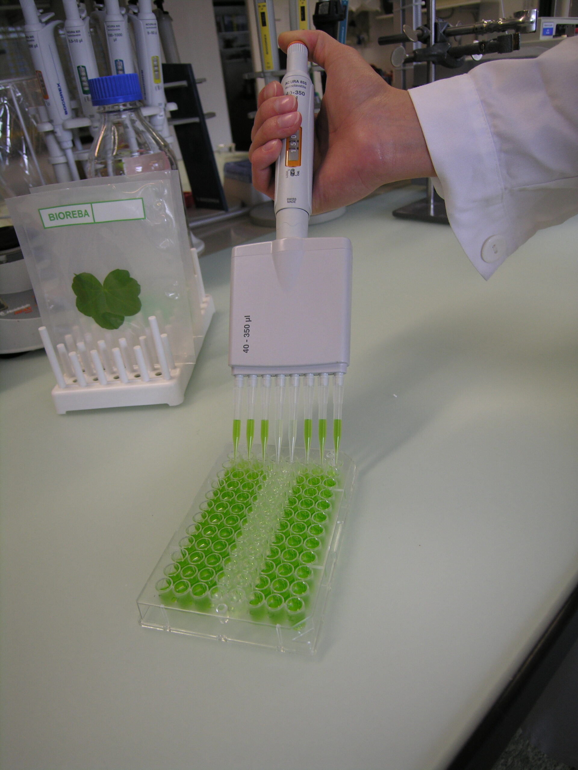 A Review of Laboratory Methods for Grapevine Pathogen Detection and ...