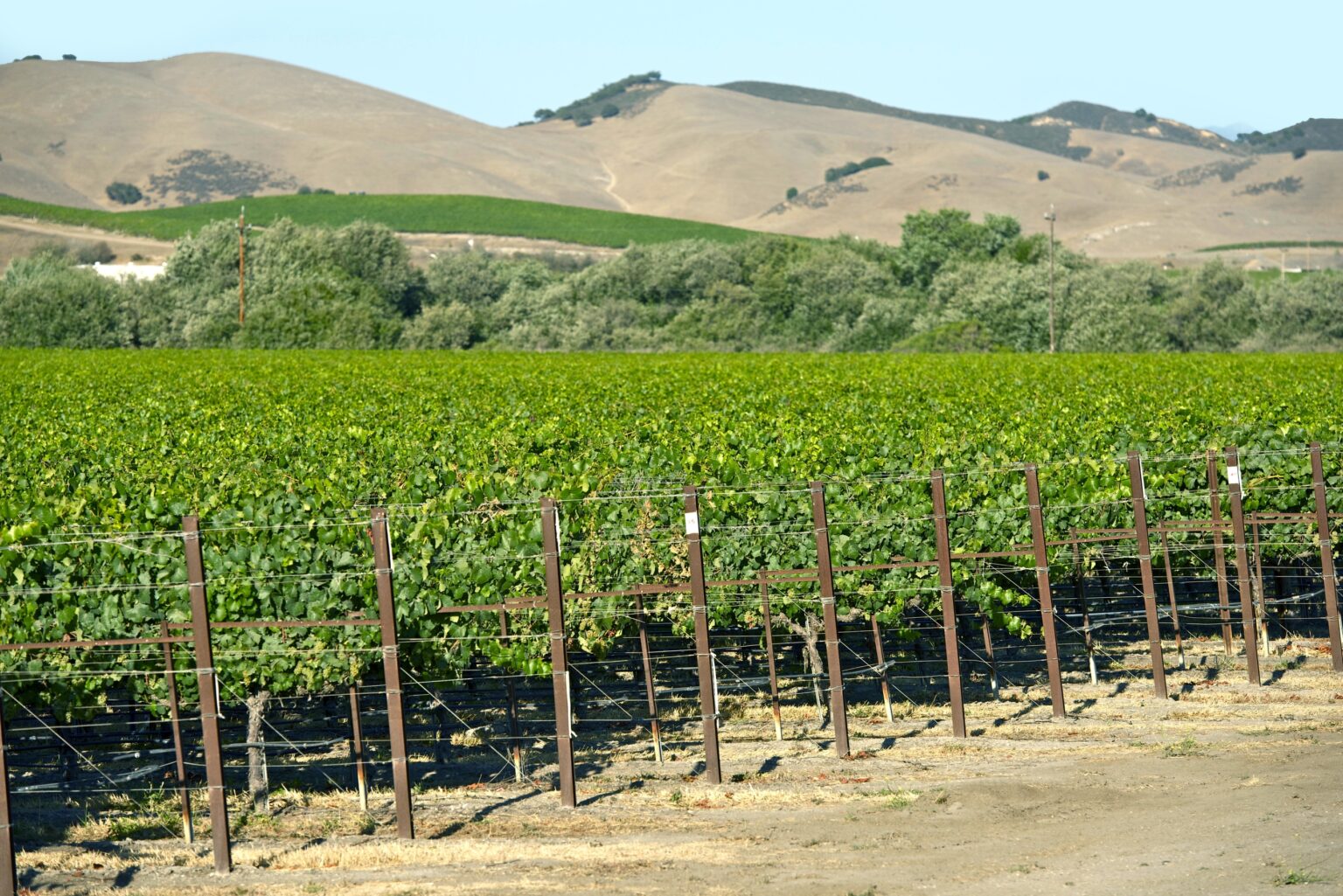 Biologicals, Organics And The Sustainable Vineyard | The Grapevine Magazine