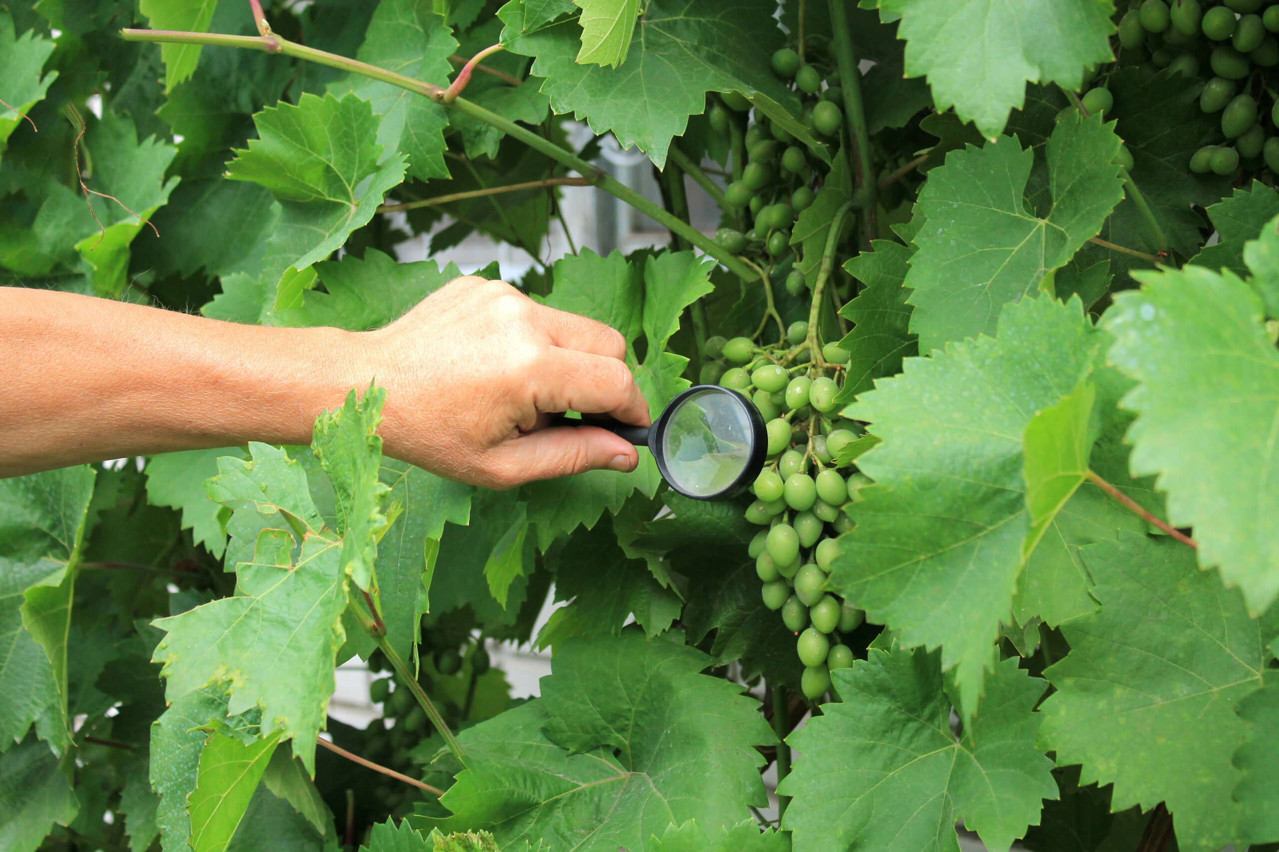 Grape Selections from the VitisGen and VitisGen2 Projects | The Grapevine Magazine