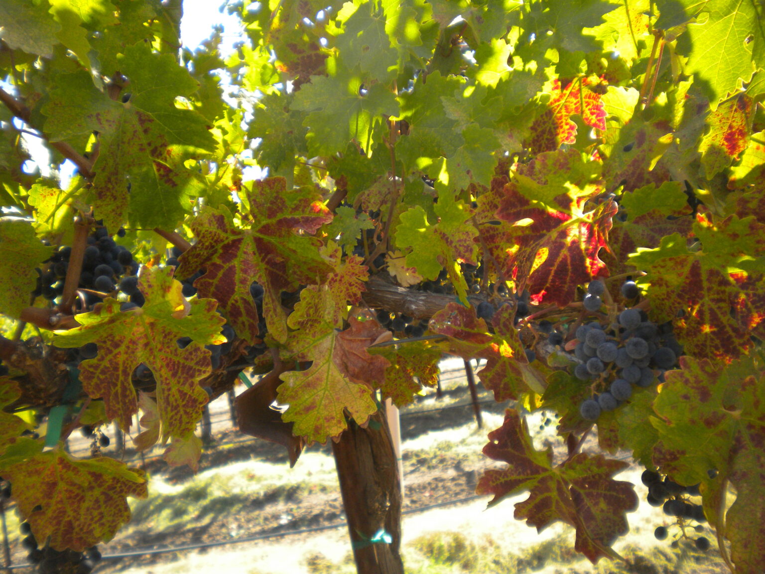 Update on Grapevine Leafroll and Red Blotch Viruses | The Grapevine ...