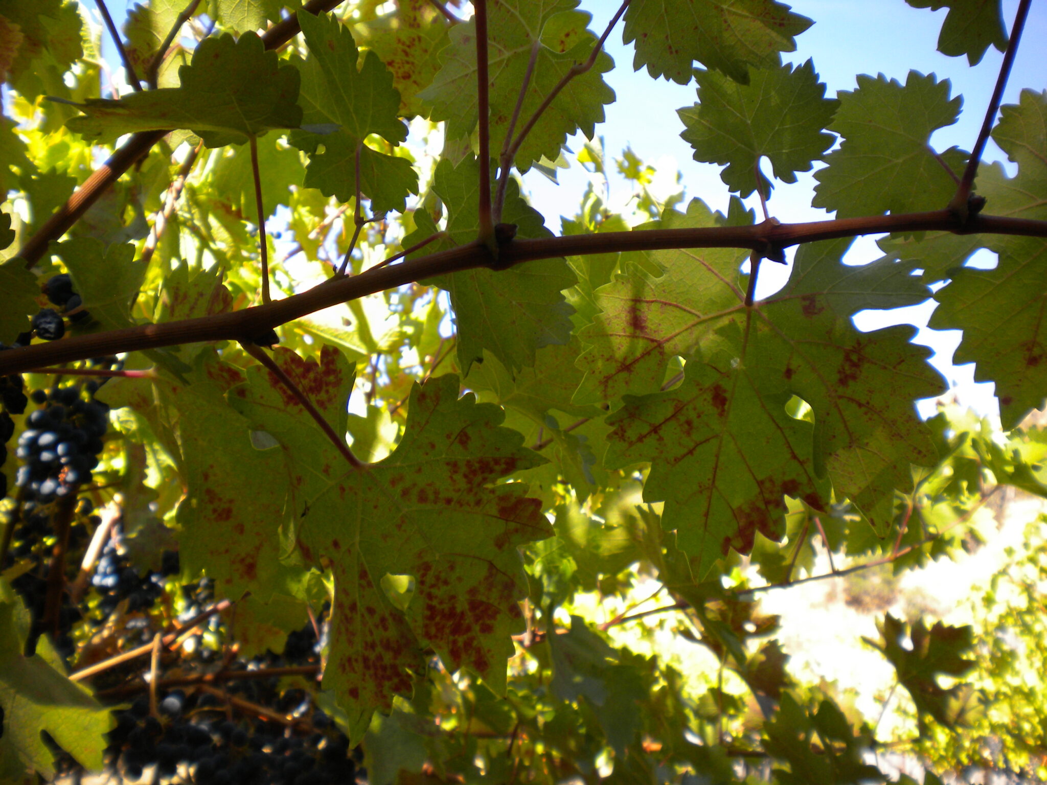Update on Grapevine Leafroll and Red Blotch Viruses | The Grapevine ...