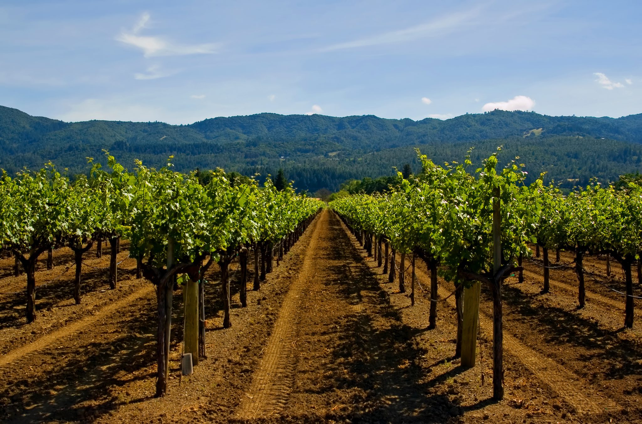 Best Practices for Soil Protection in the Vineyard | The Grapevine Magazine