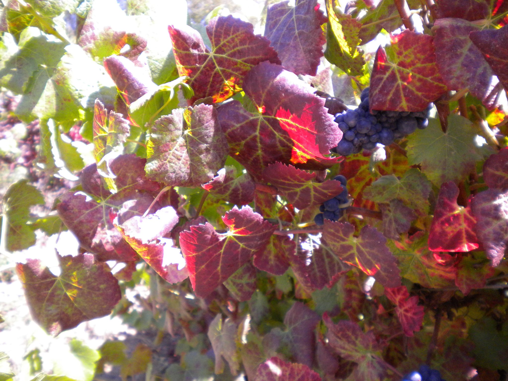 Grapevine Red Blotch Virus: Update on Disease Epidemiology | The ...