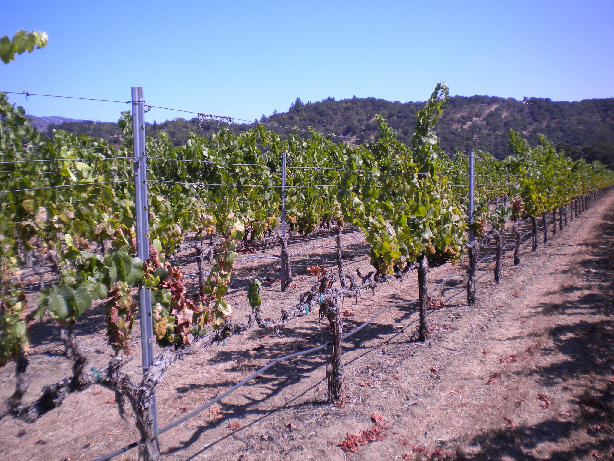 Fungal Trunk Diseases Prevention and Management | The Grapevine Magazine