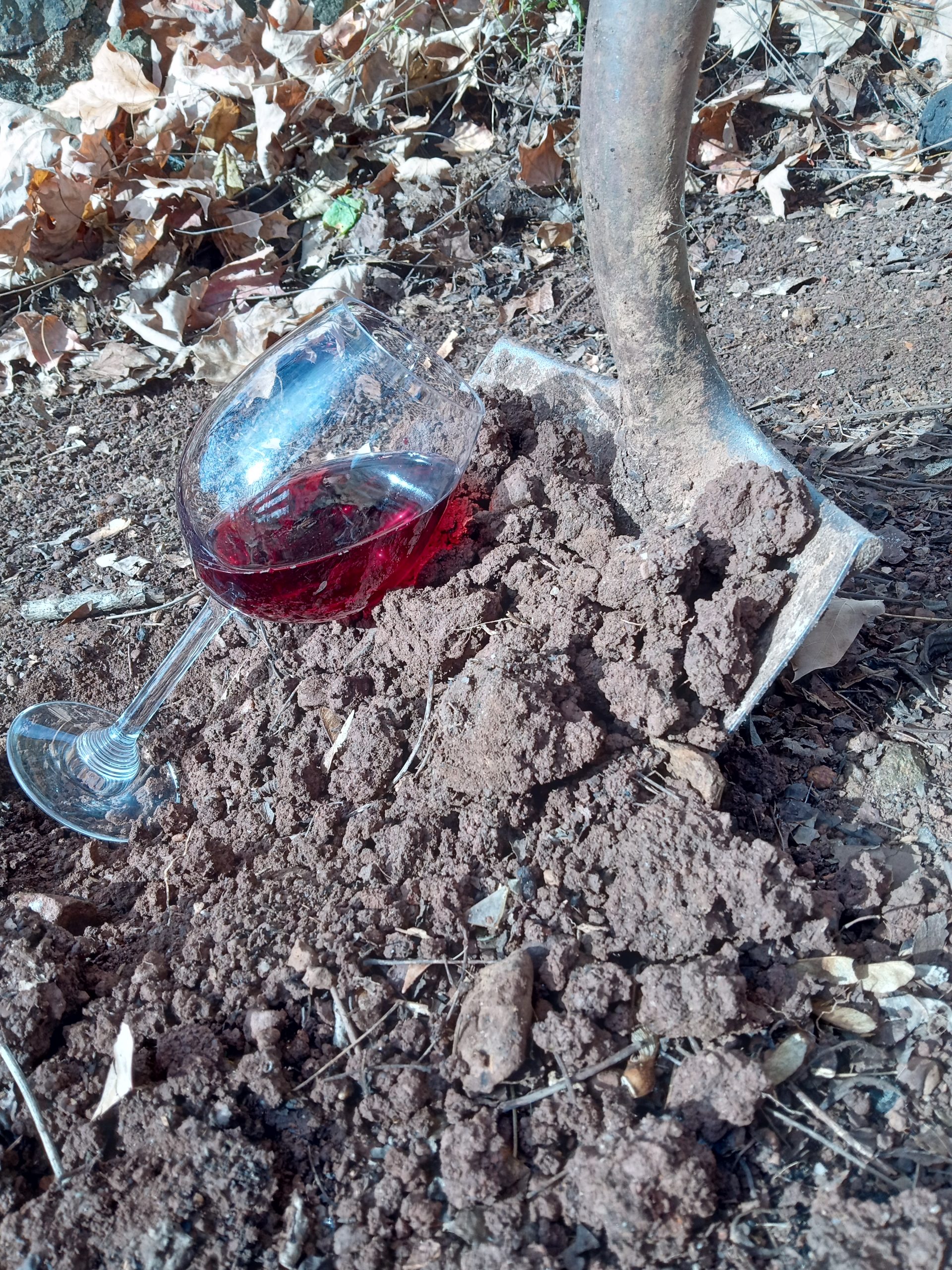 Sipping the Soils | The Grapevine Magazine