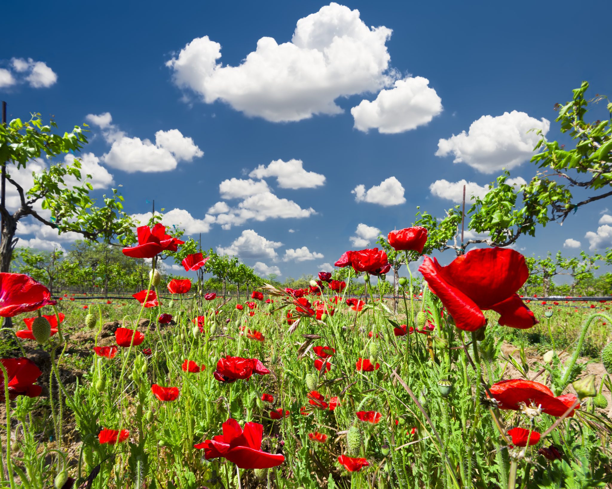 Cover Crops are a Powerful Tool for Vineyards | The Grapevine Magazine