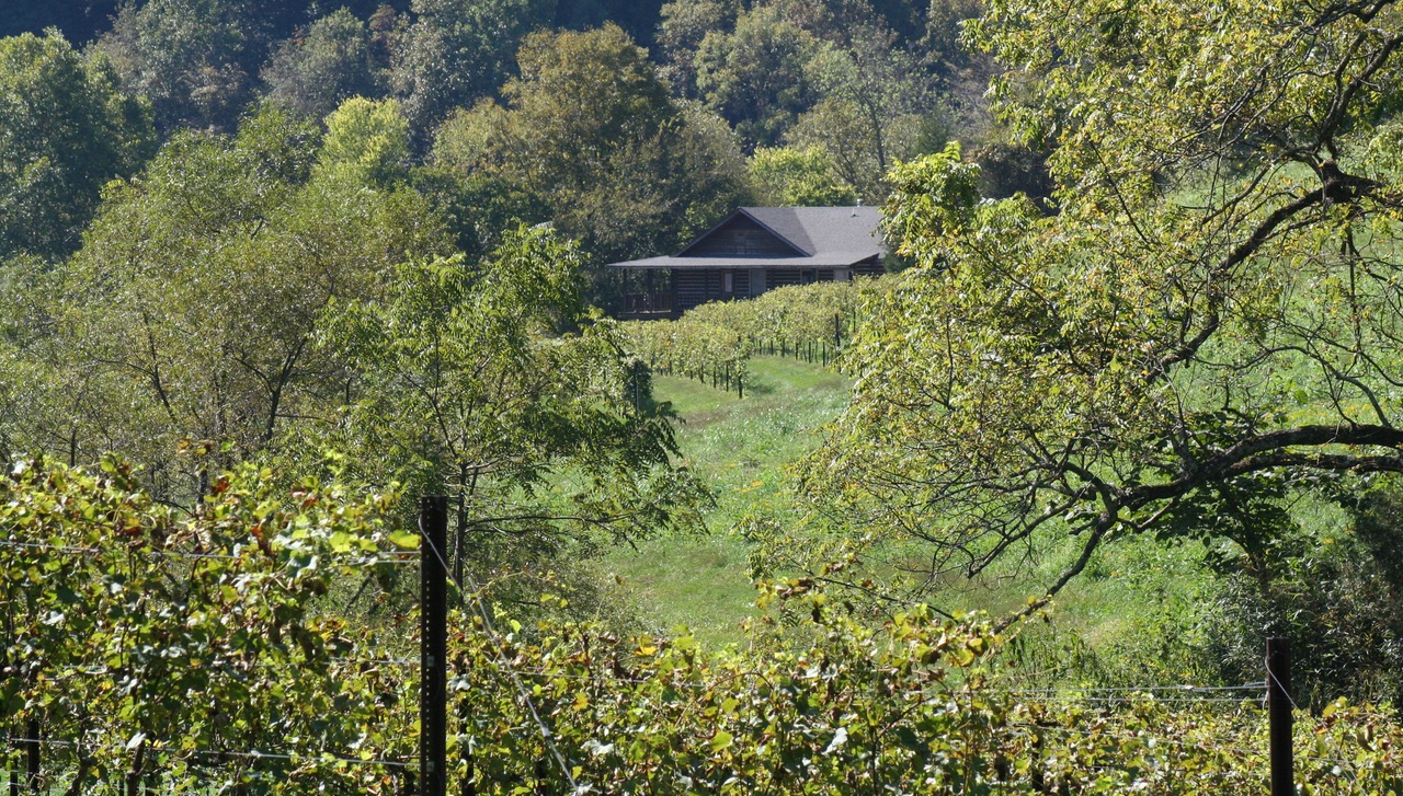 Up The Creek Winery | The Grapevine Magazine