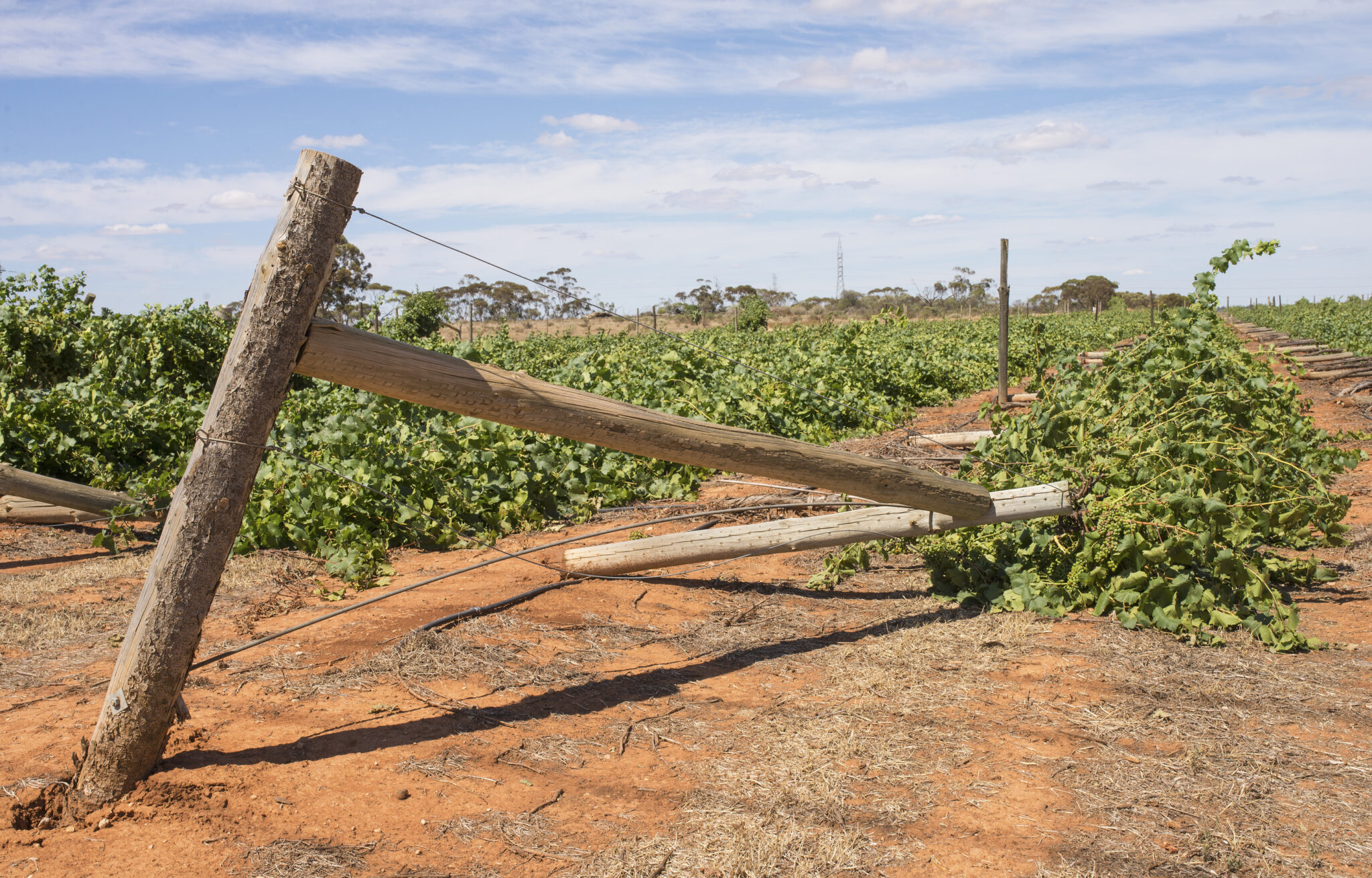 What is Grape Crop Insurance & How Does it Work | The Grapevine Magazine