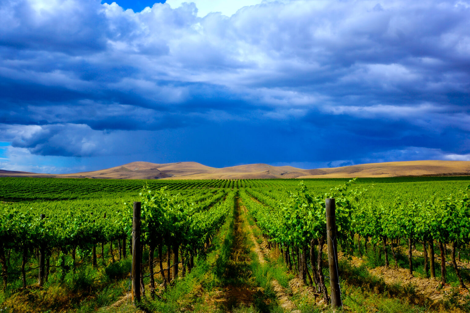 An Overview of Washington State's Vineyards & Wineries | The Grapevine ...