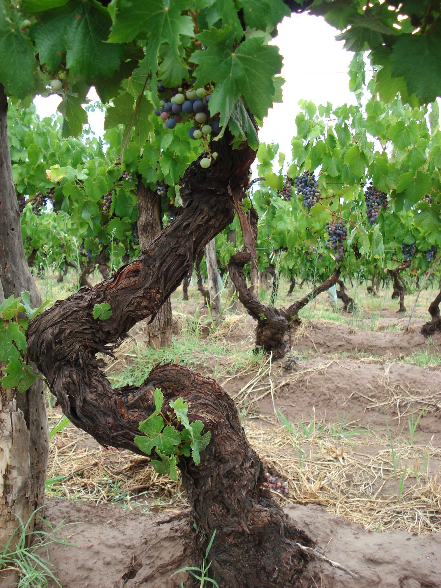 Preservation of the Genetic Diversity of Wine Grape Varieties | The ...