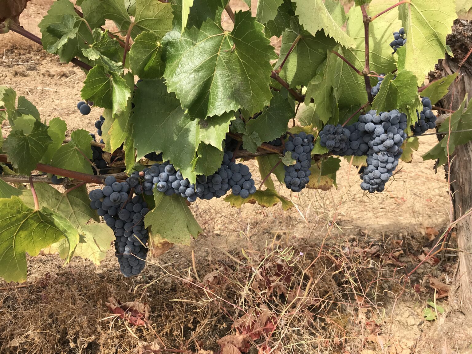 The Growth of Baco Noir Grapes in Oregon's Umpqua Valley | The ...