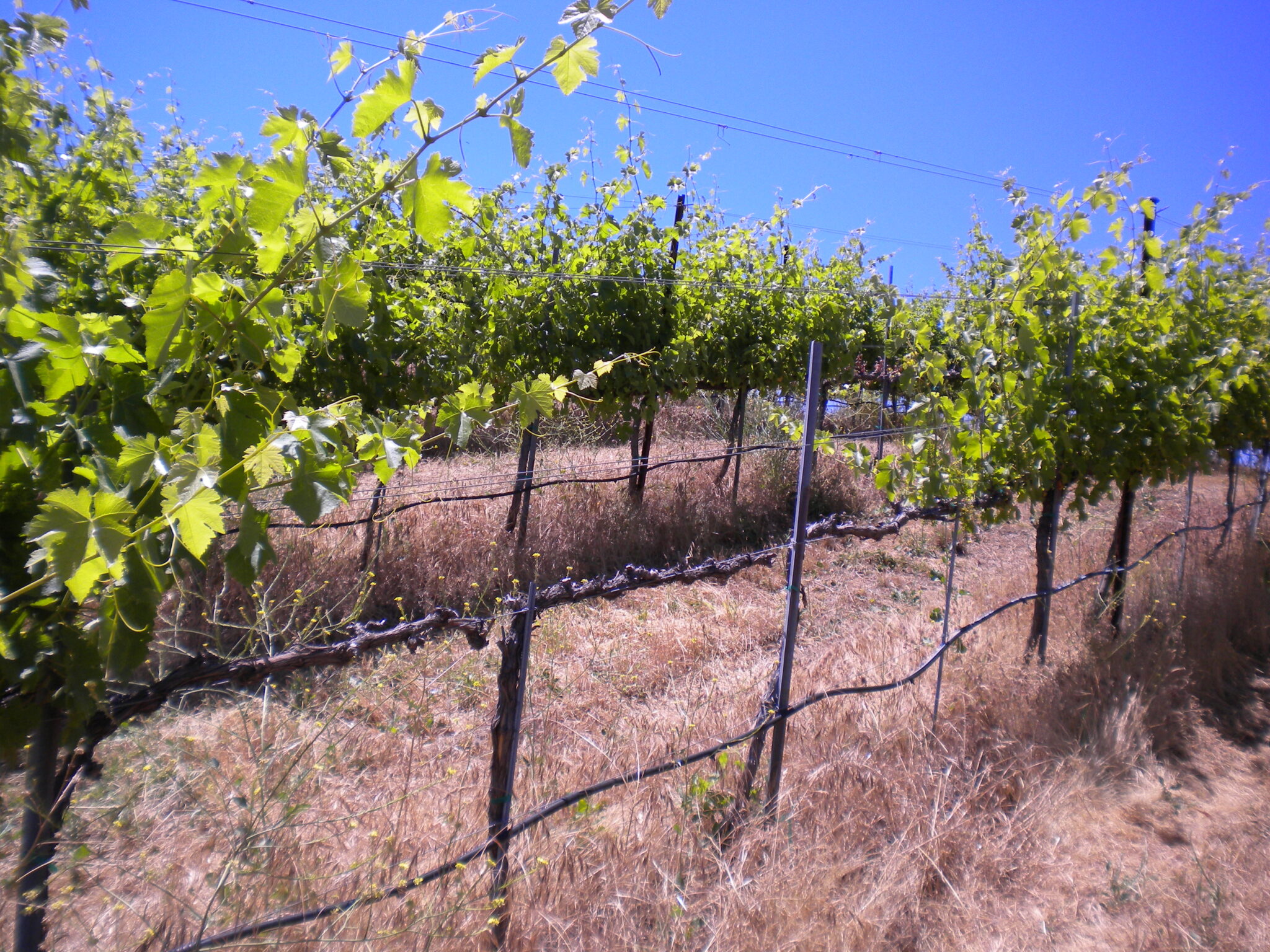 Planning to Purchase a Vineyard? | The Grapevine Magazine