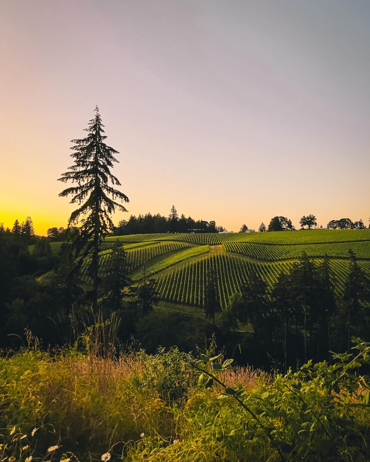 Exploring the Varieties of Oregon’s Pinot Noir Wines | The Grapevine ...
