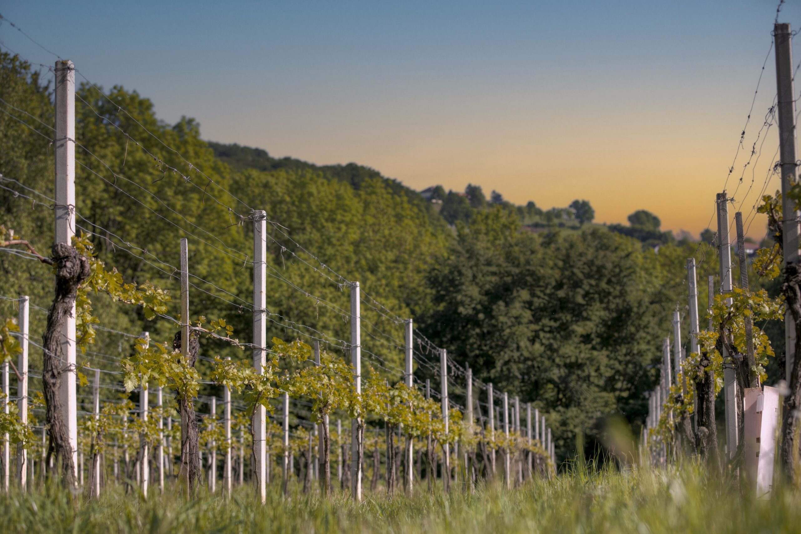 Common Trellis Systems and Choosing the Right One | The Grapevine Magazine