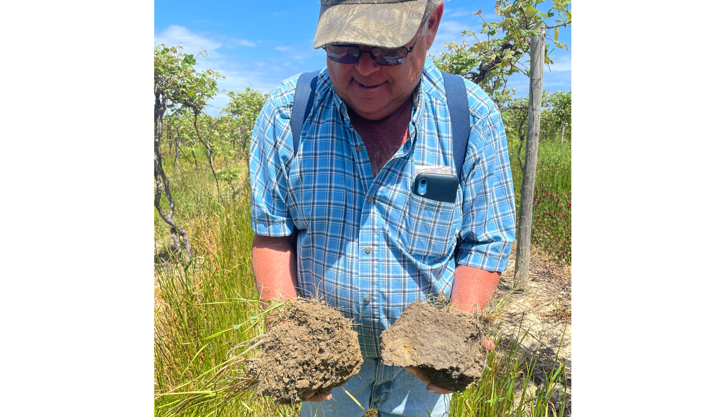 Betts Farm Case Study: Cover Cropping in Concord Grape Vineyards | The ...