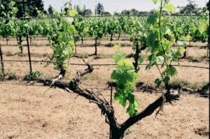 Fungal Trunk Diseases, Description, Prevention, Management & Diagnosis ...