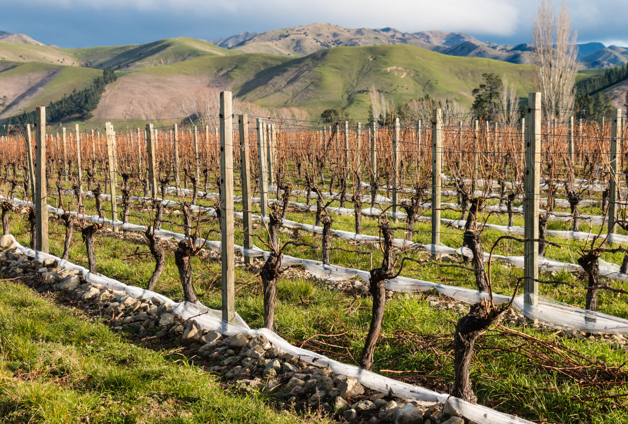 Add Efficiency and Cost Effectiveness to Your Vineyard Pruning Program ...