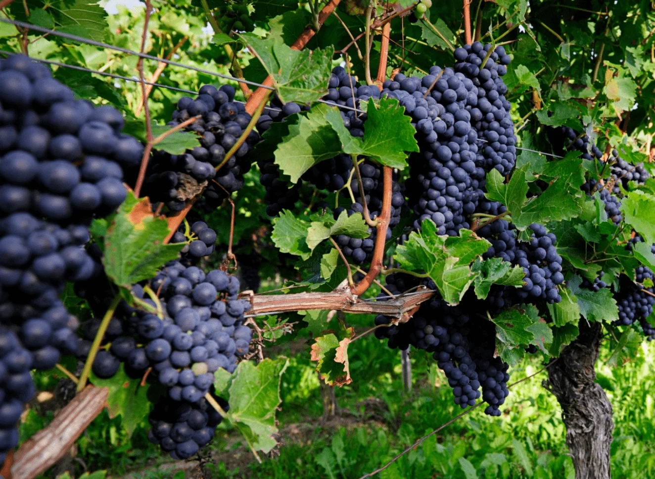 Exploring the Varieties of Pacific Northwest Pinot Noir Rosé Wines ...