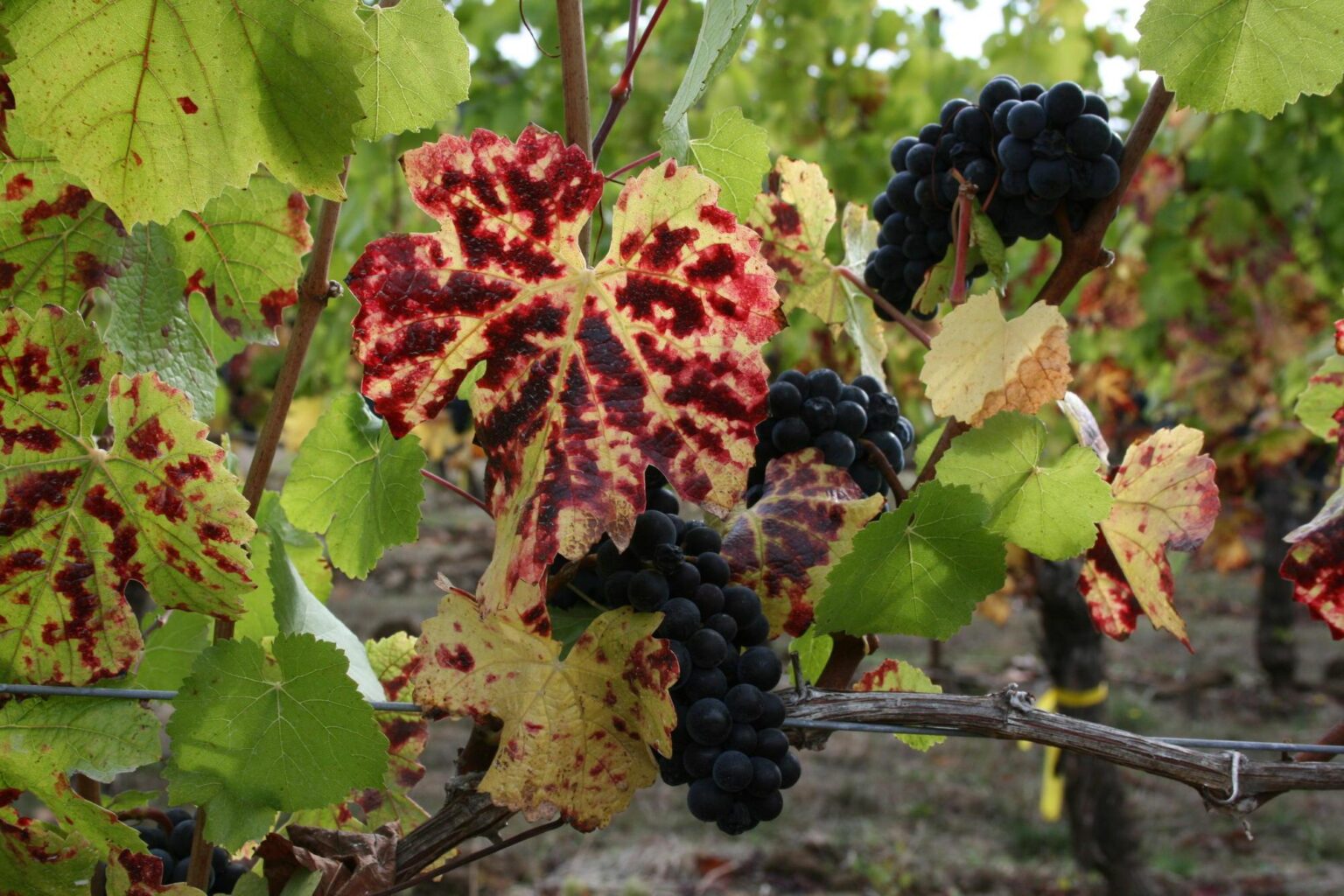 Update on Grapevine Red Blotch Virus Disease | The Grapevine Magazine