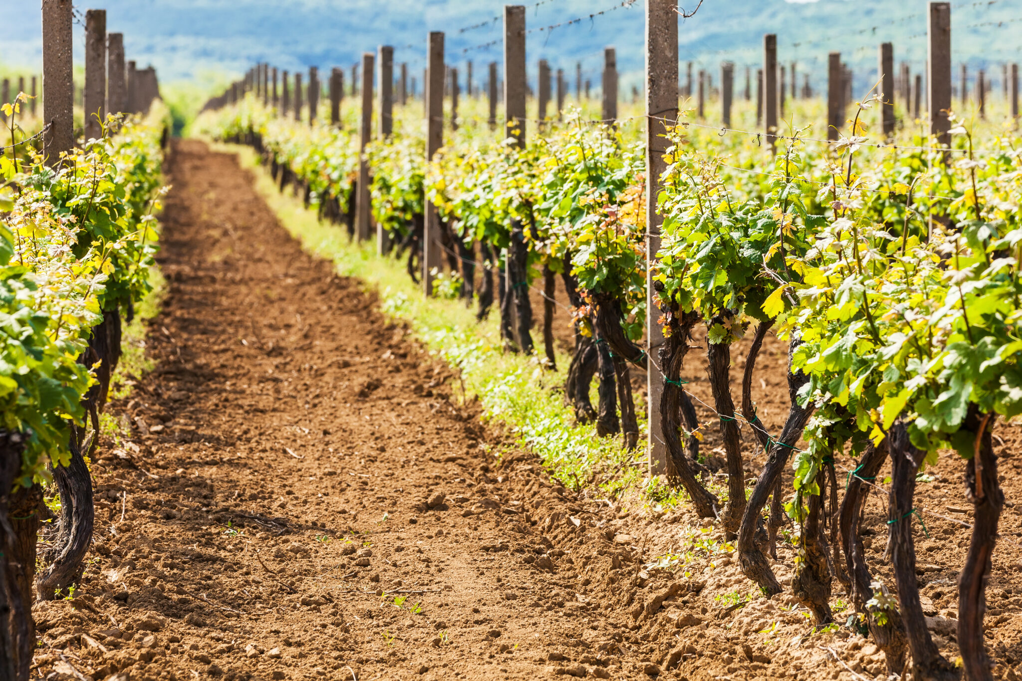 Winegrapes on High Calcium Soils | The Grapevine Magazine
