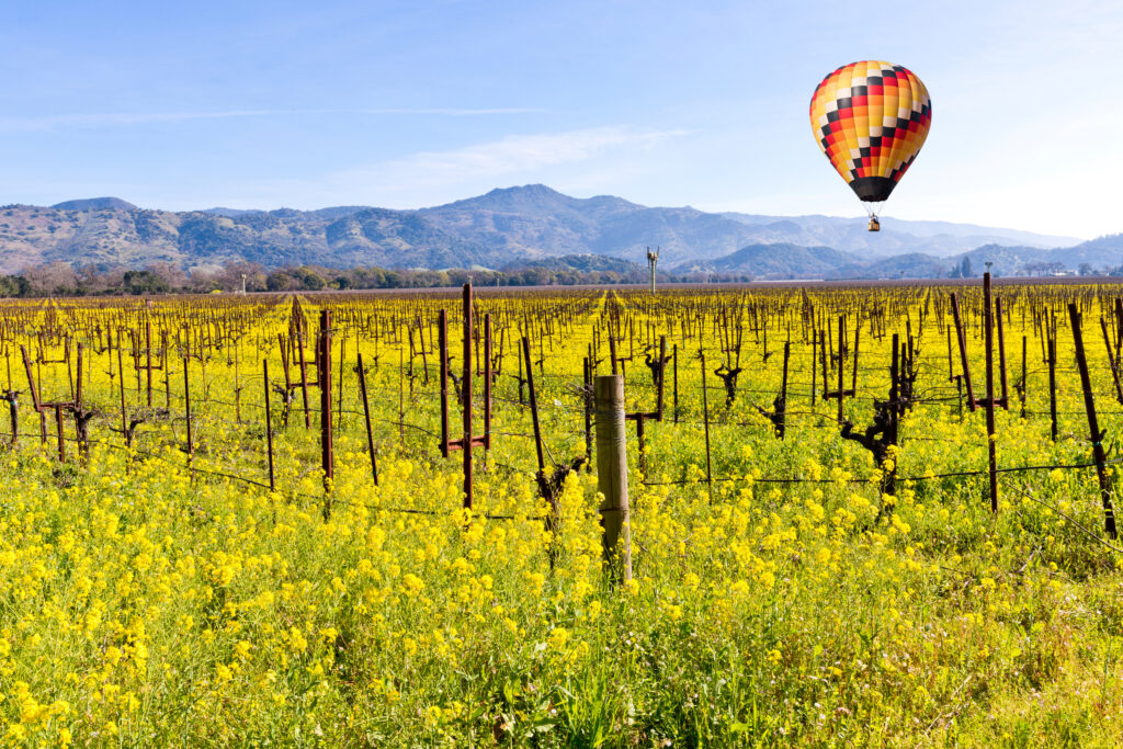 Grapevine Fungal Trunk Diseases | The Grapevine Magazine