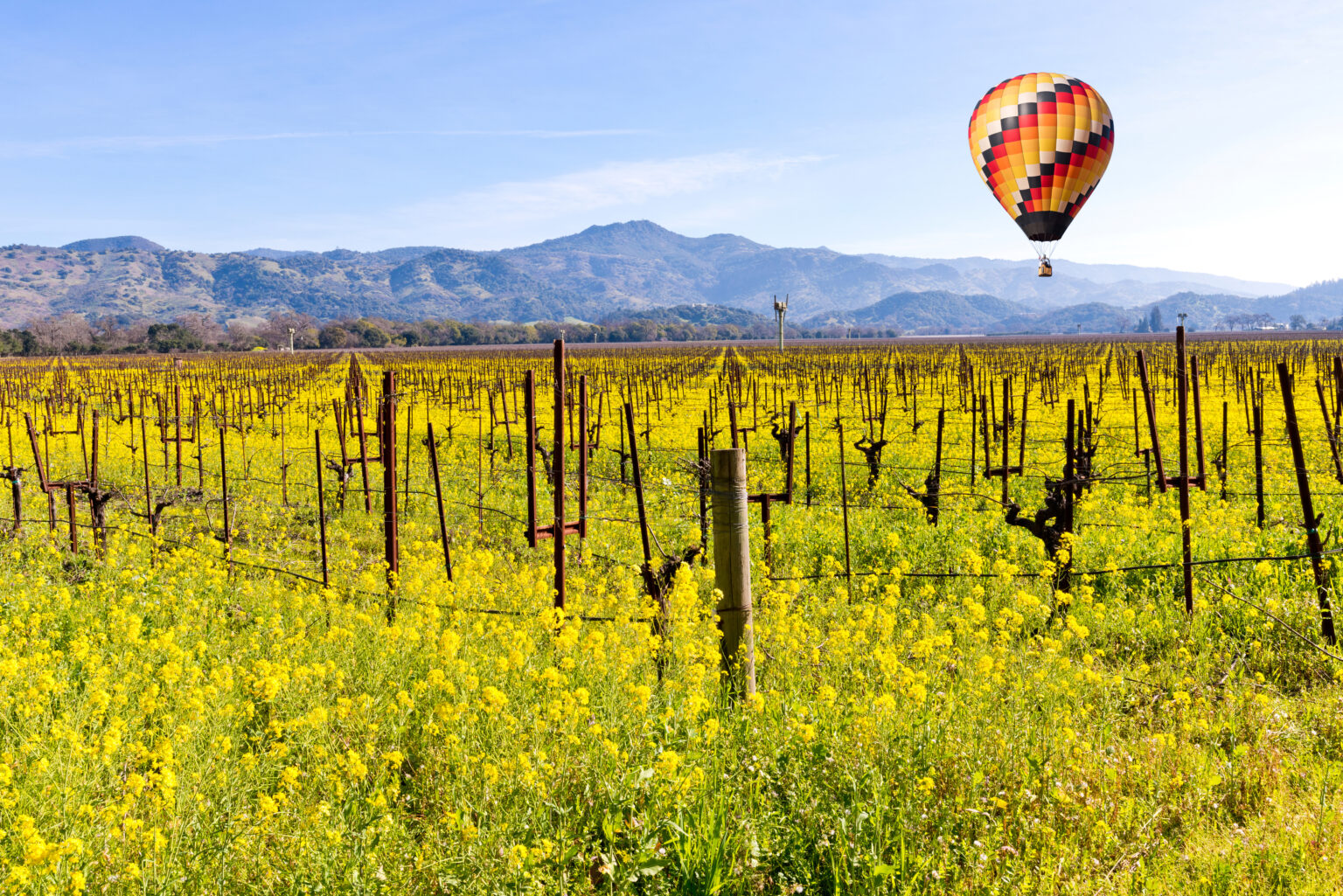 Grapevine Fungal Trunk Diseases | The Grapevine Magazine